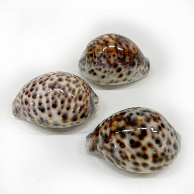 Schelp Cowrie Tiger - ByBazz